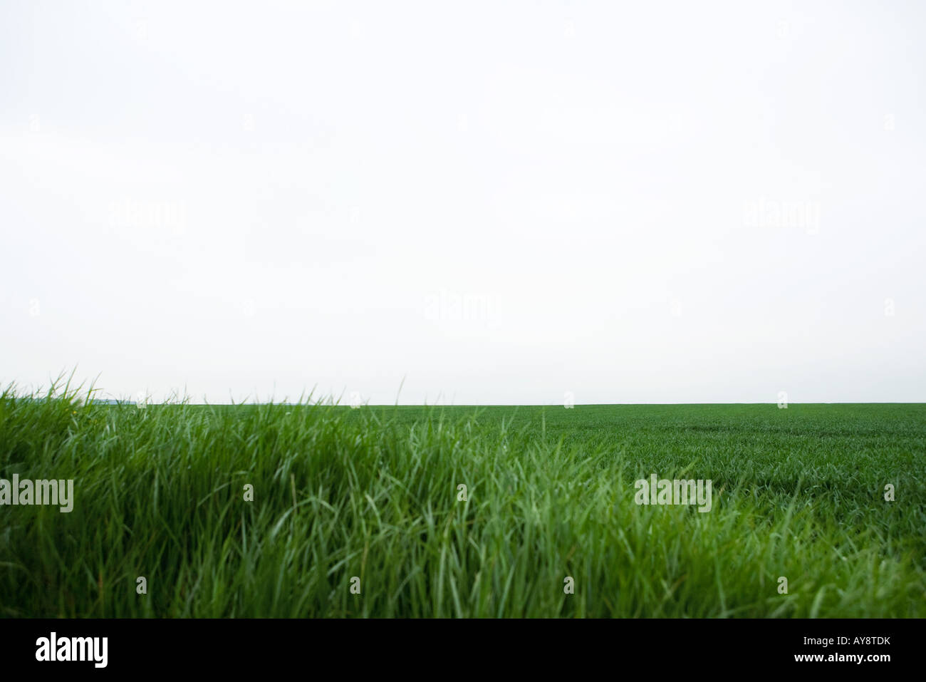 Verdant field and horizon Stock Photo - Alamy