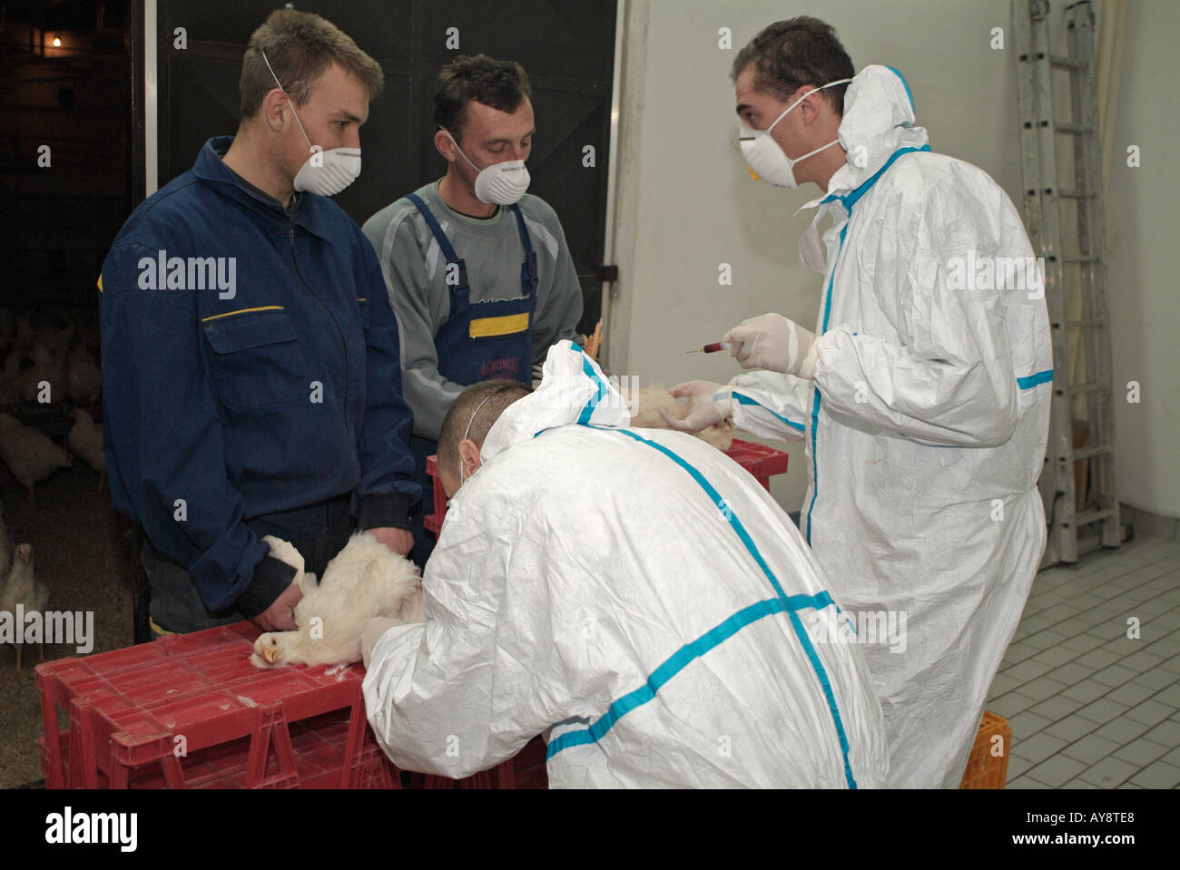 Ministry of Agriculture Vets Taking Blood Samples from Cobb Chickens to ...