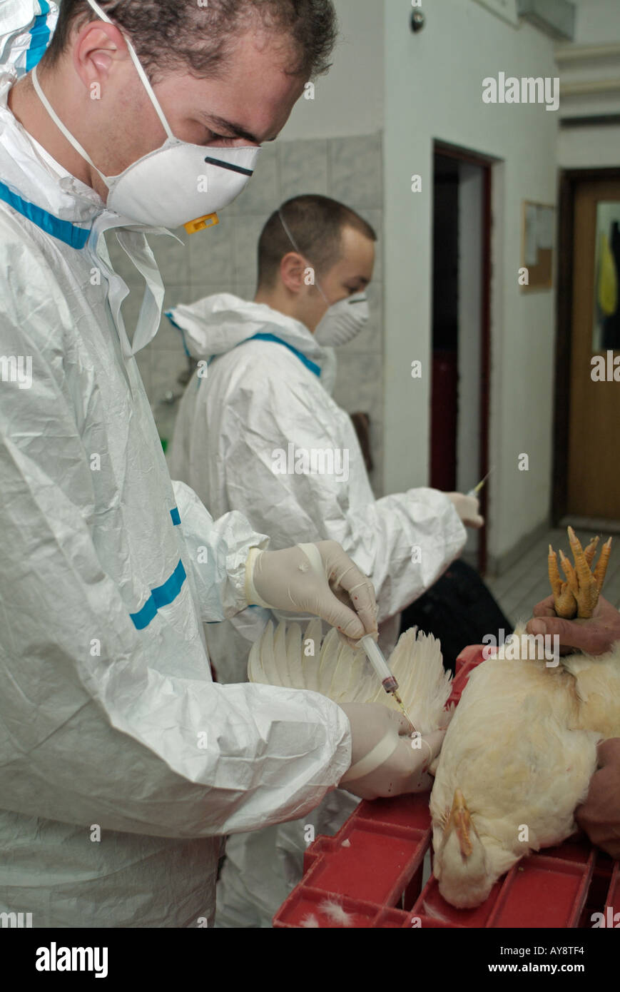 Ministry of Agriculture Vets Taking Blood Samples from Cobb Chickens to ...