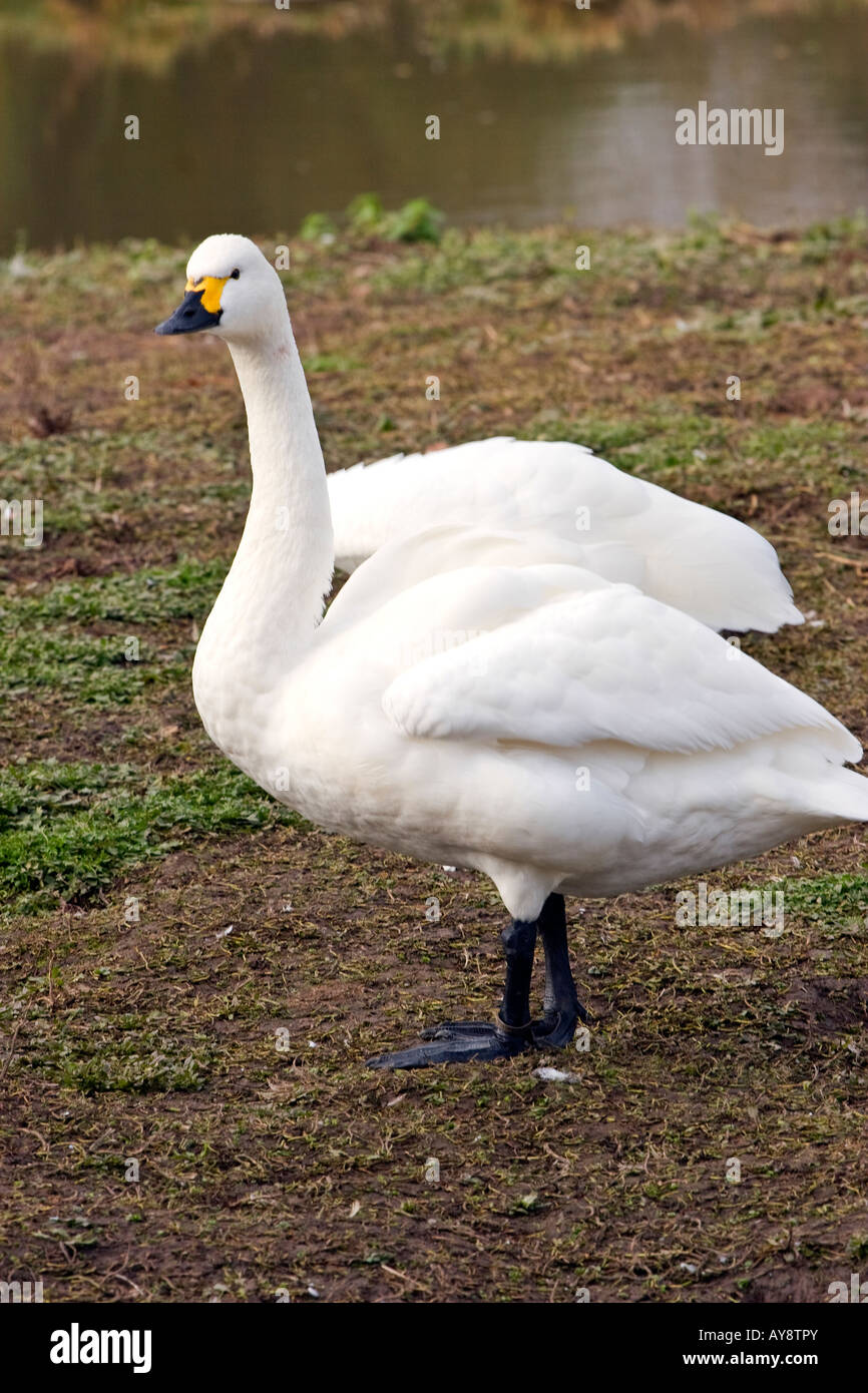 Bewick Swan at the Wildfowl and Wetlands Trust site at Slimbridge Stock ...