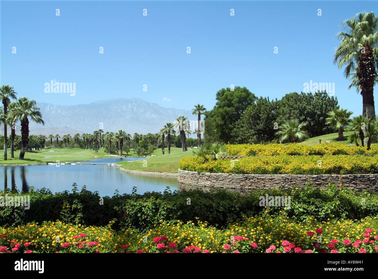 Palm trees lining Palm Springs California CA Desert Springs JW Marriott ...