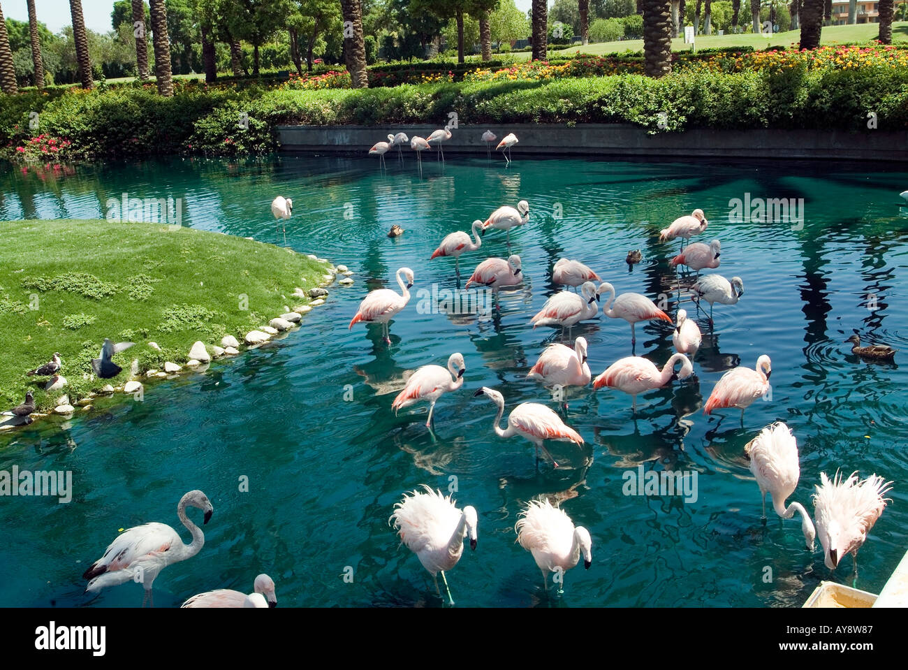 Palm Springs California CA Desert Springs JW Marriott Resort & Spa in ...