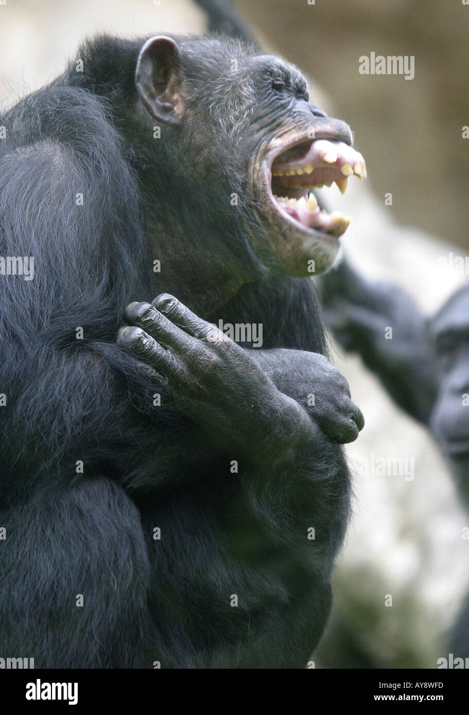 Chimpanzee tooth hi-res stock photography and images - Alamy