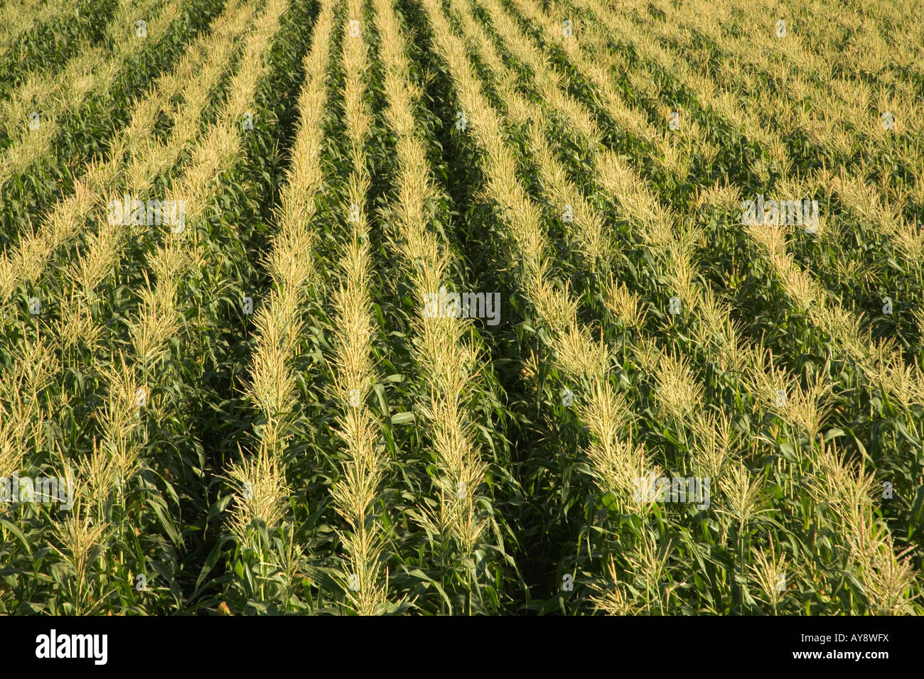Corn field, converging rows Stock Photo - Alamy