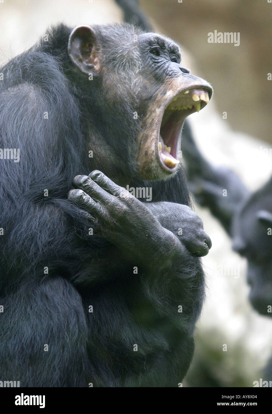 Chimpanzee tooth hi-res stock photography and images - Alamy