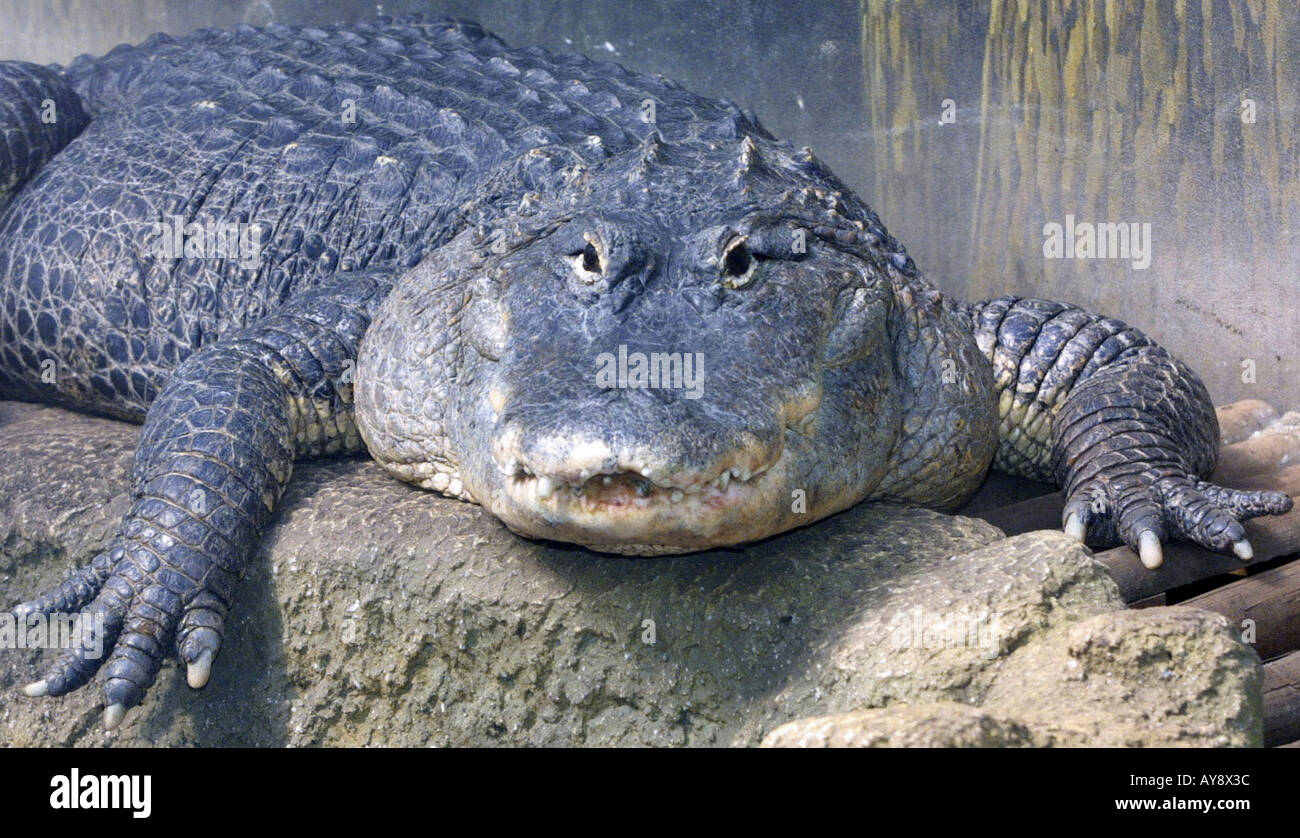 Mississippialligator hi-res stock photography and images - Alamy