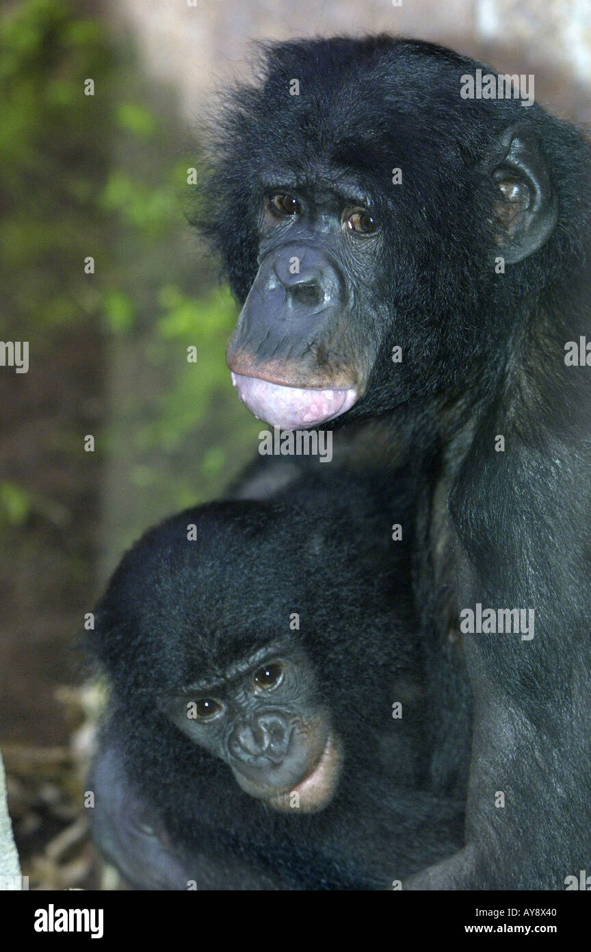 Tiere baby gefangenschaft hi-res stock photography and images - Alamy