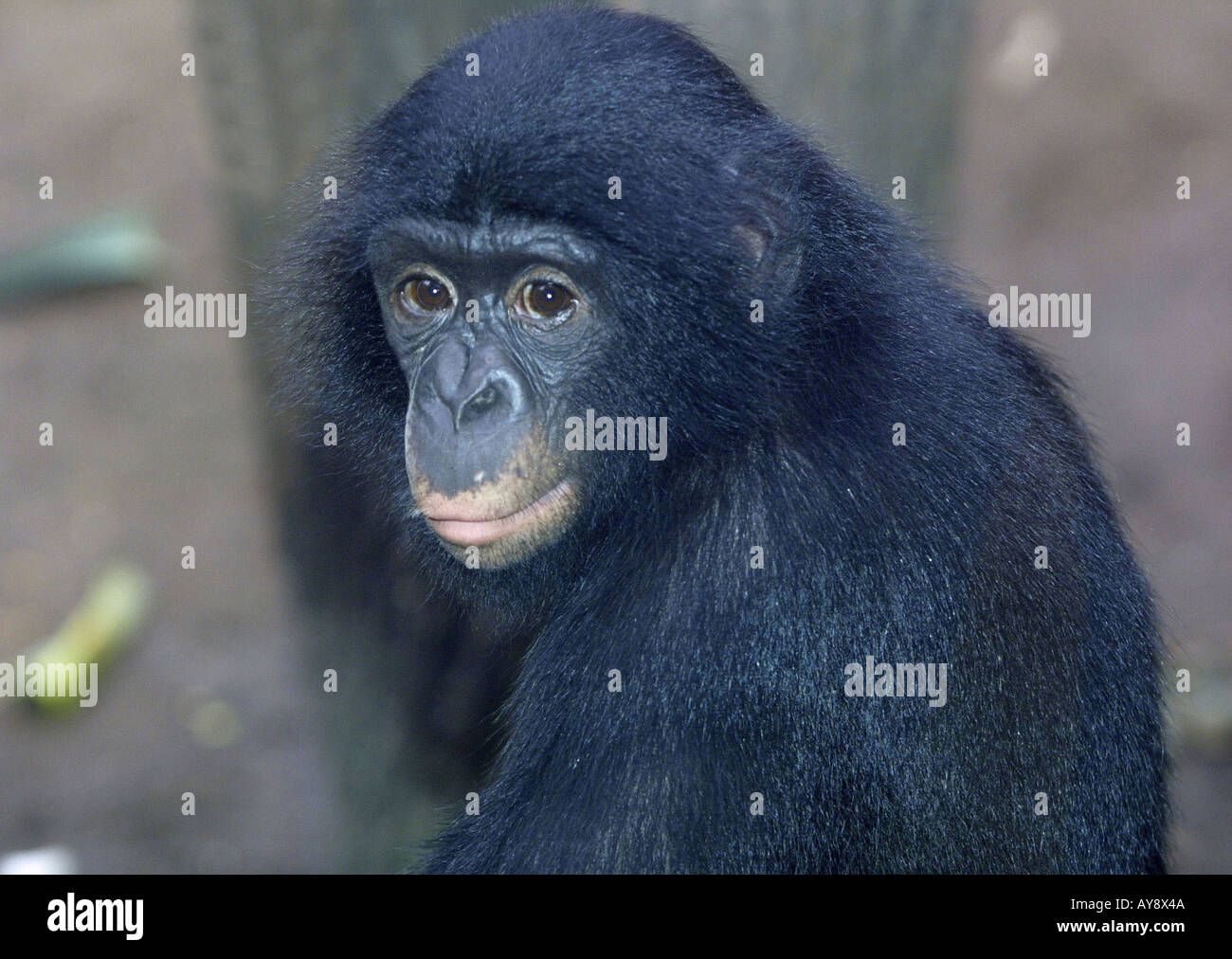 Baby bonobo monkeys hi-res stock photography and images - Alamy