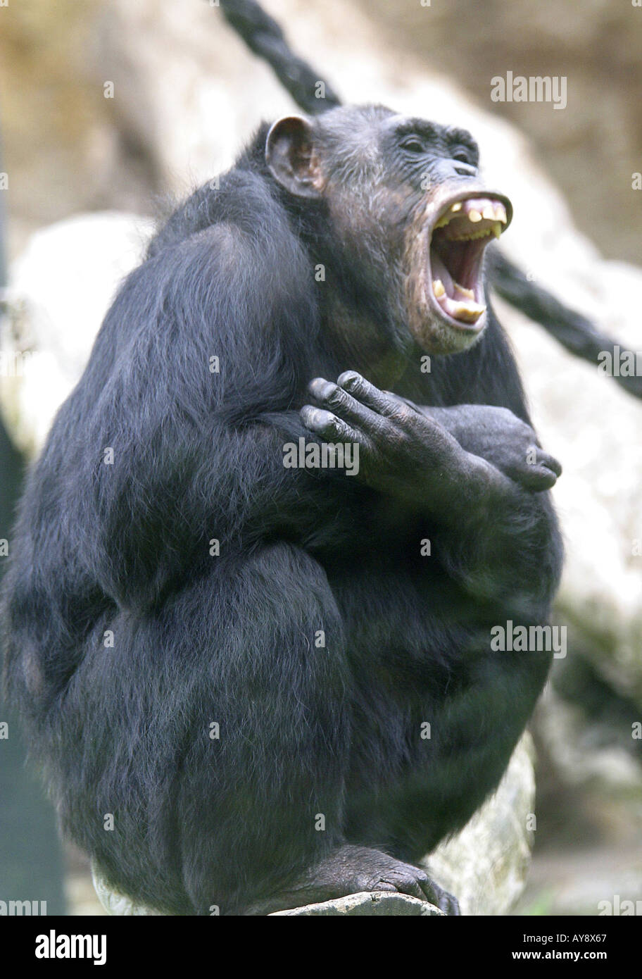Affe schreit hi-res stock photography and images - Alamy