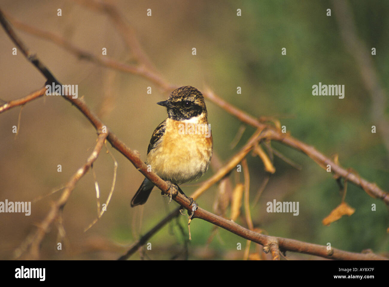 Common stonechat bird hi-res stock photography and images - Alamy