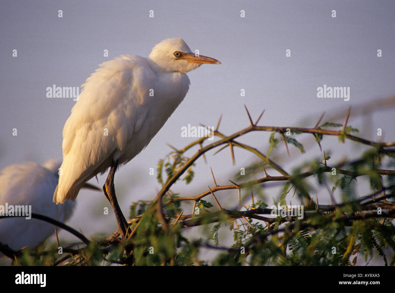 Puffed up feathers hi-res stock photography and images - Alamy