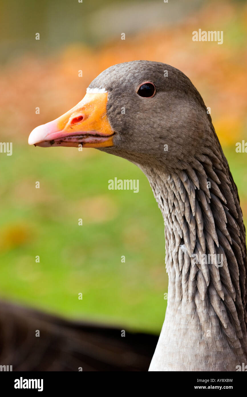 Greylag Goose at the Wildfowl and Wetlands Trust site at Slimbridge ...