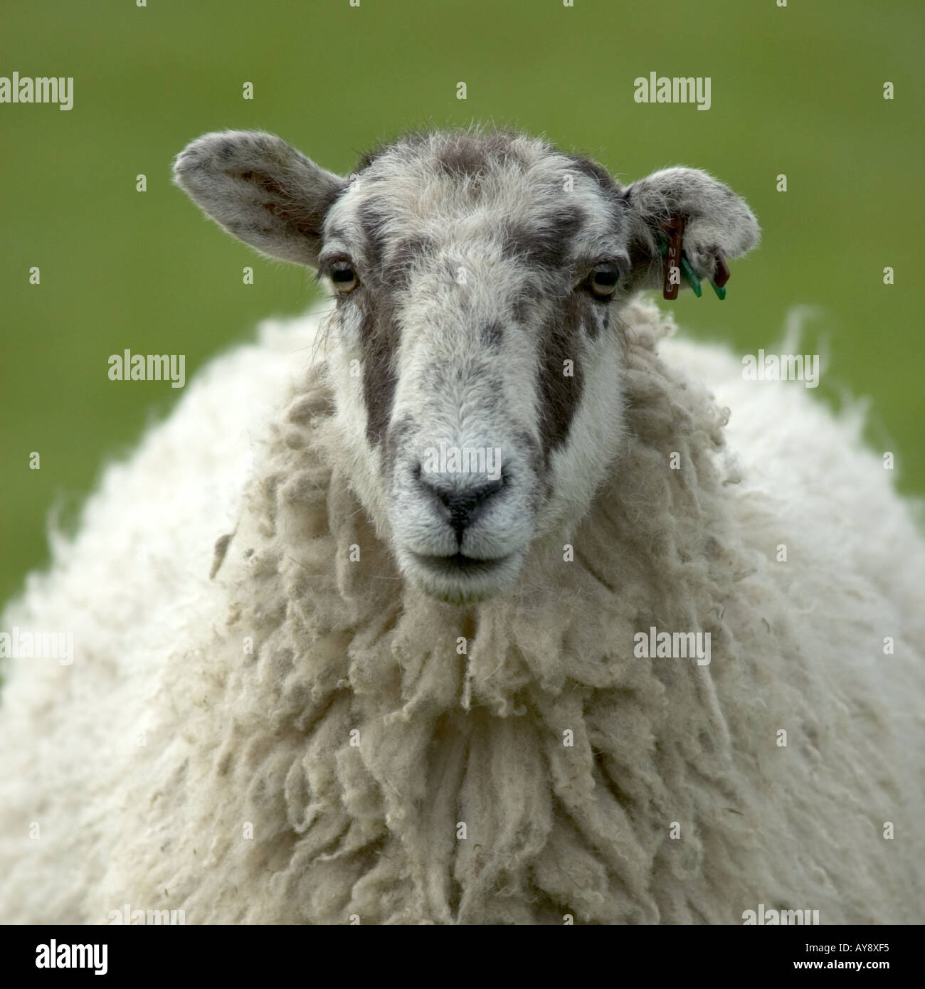 Durham weardale hi-res stock photography and images - Alamy