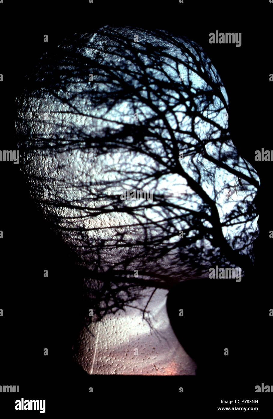 Image of tree projected onto polystyrene dummy head Stock Photo - Alamy