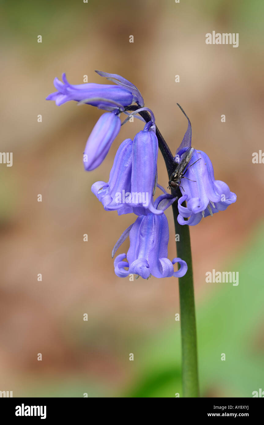 Bluebell with Fly Hyacinthoides non-scriptus Single flower against ...