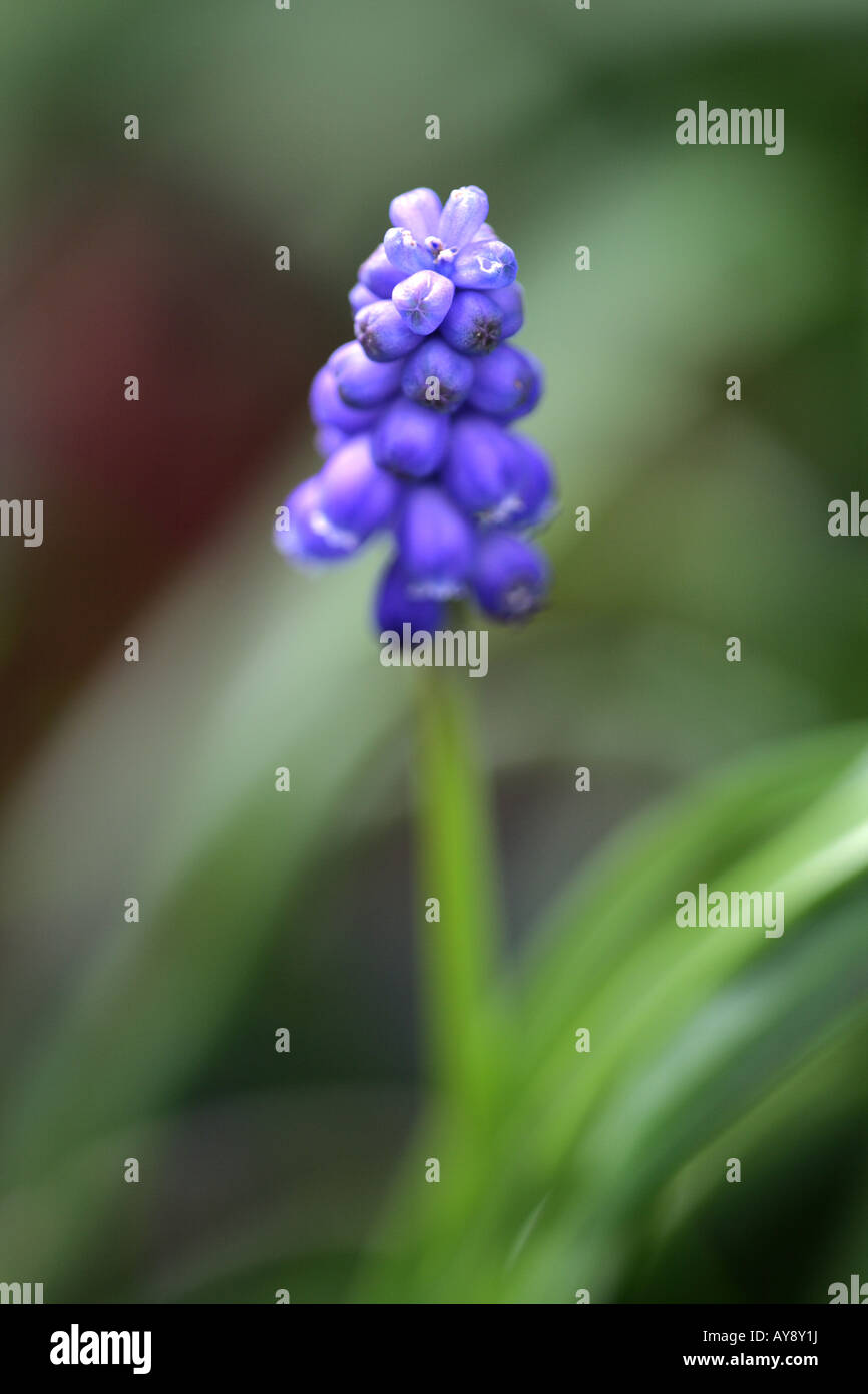 GRAPE HYACINTH (Muscari racemosum syn neglectum Stock Photo - Alamy