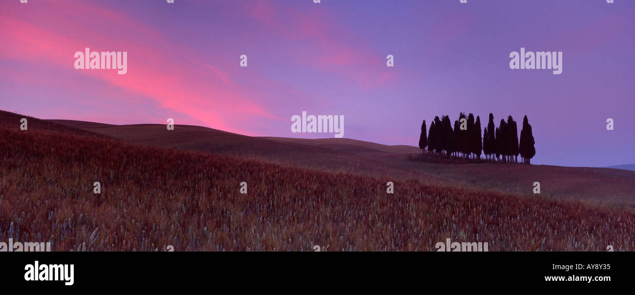 A row of poplar trees in a wheat field near Montepulciano, Italy Stock ...