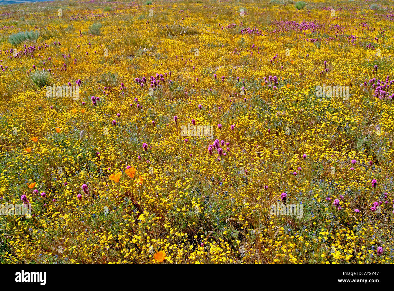Field of Wildflowers in bloom in sunny Southern California Antelope ...