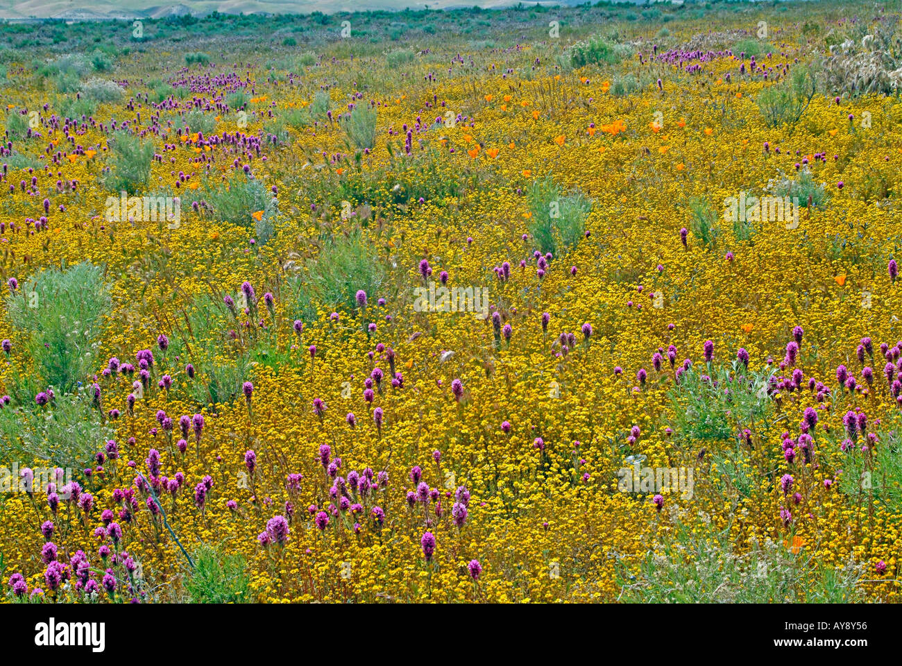 Field of Wildflowers in bloom in sunny southern California Antelope ...