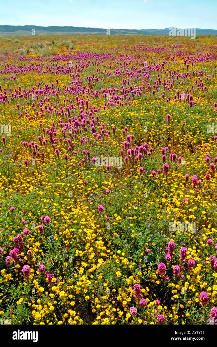 Field of Wildflowers in bloom in sunny southern California Lancaster CA ...