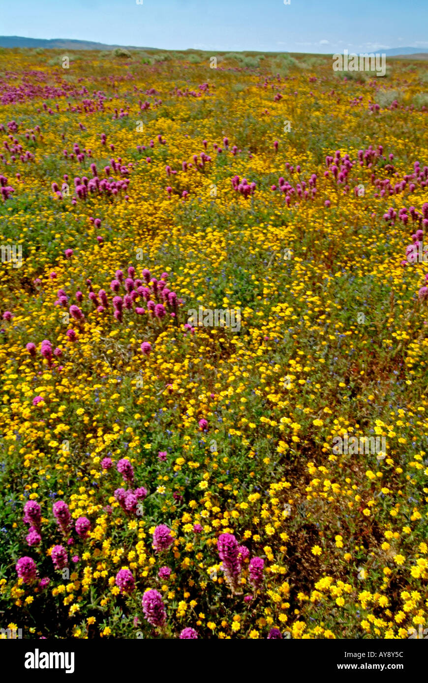 Mohave desert wildflower hi-res stock photography and images - Alamy