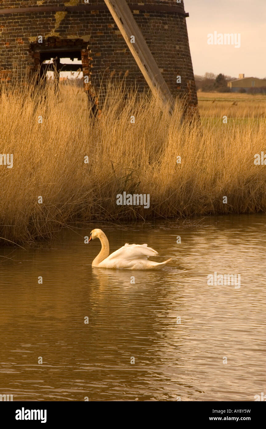Brograve mill and swan Horsey Norfolk England UK Stock Photo - Alamy