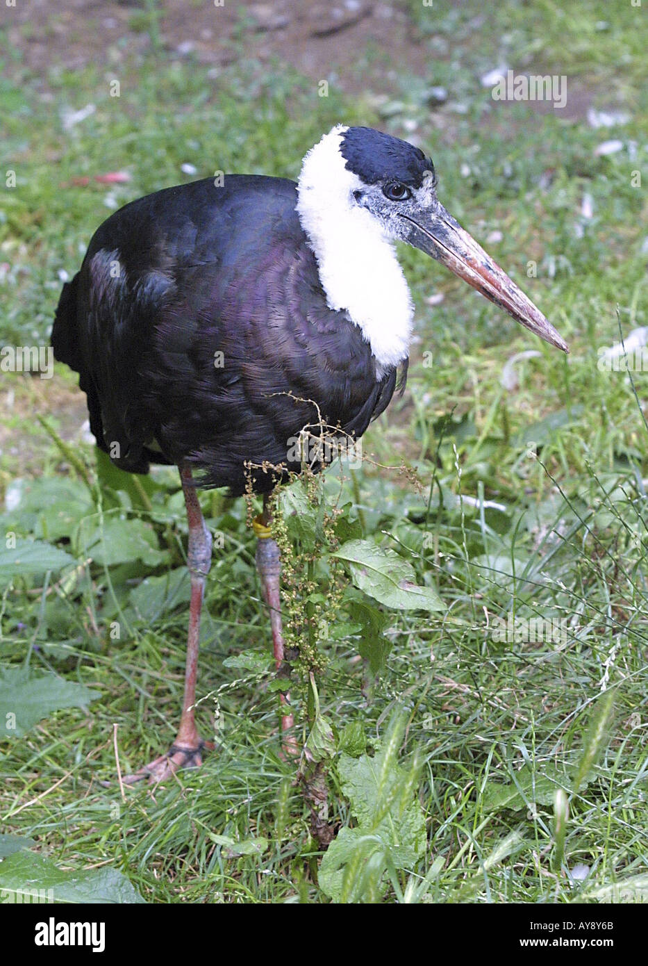 Zoo storch hi-res stock photography and images - Alamy