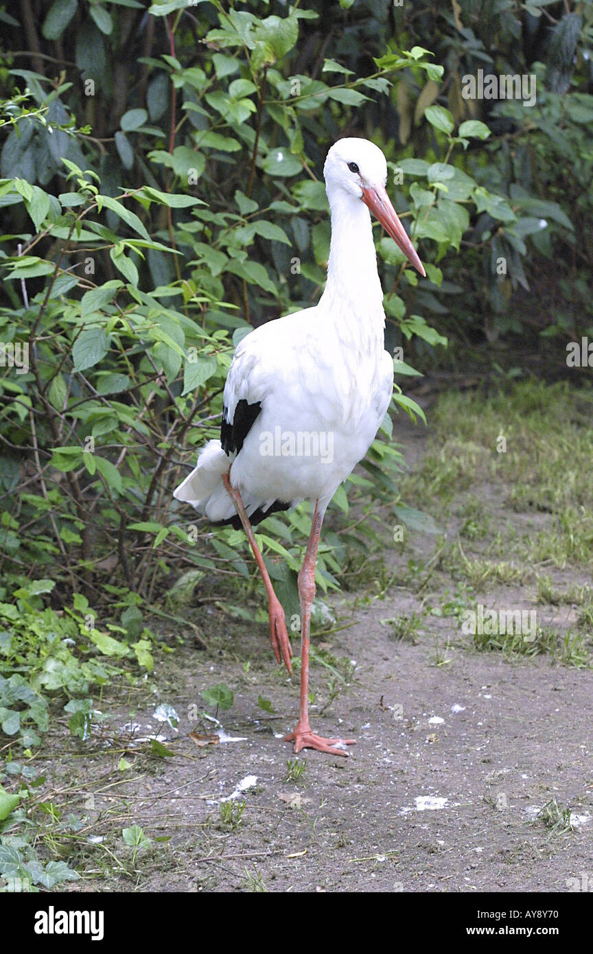 Zoo storch hi-res stock photography and images - Alamy