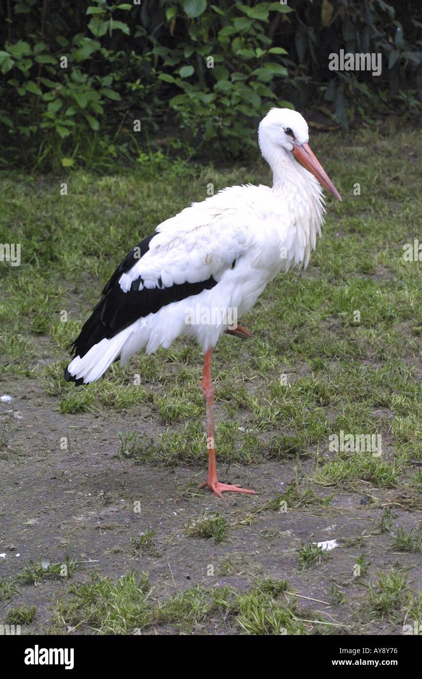 Zoo storch hi-res stock photography and images - Alamy