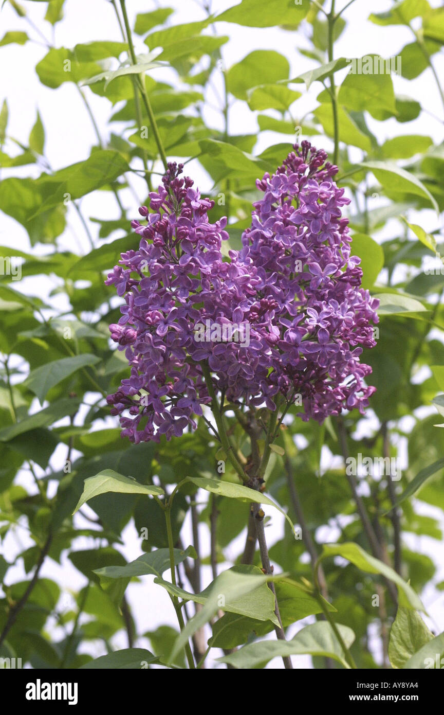 Flieder in Kew Gardens Stock Photo - Alamy