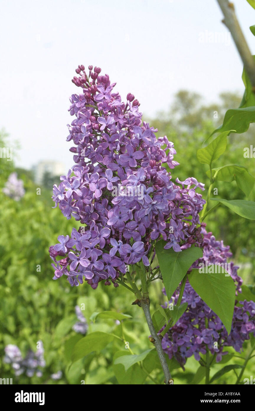 Flieder blumen hi-res stock photography and images - Alamy