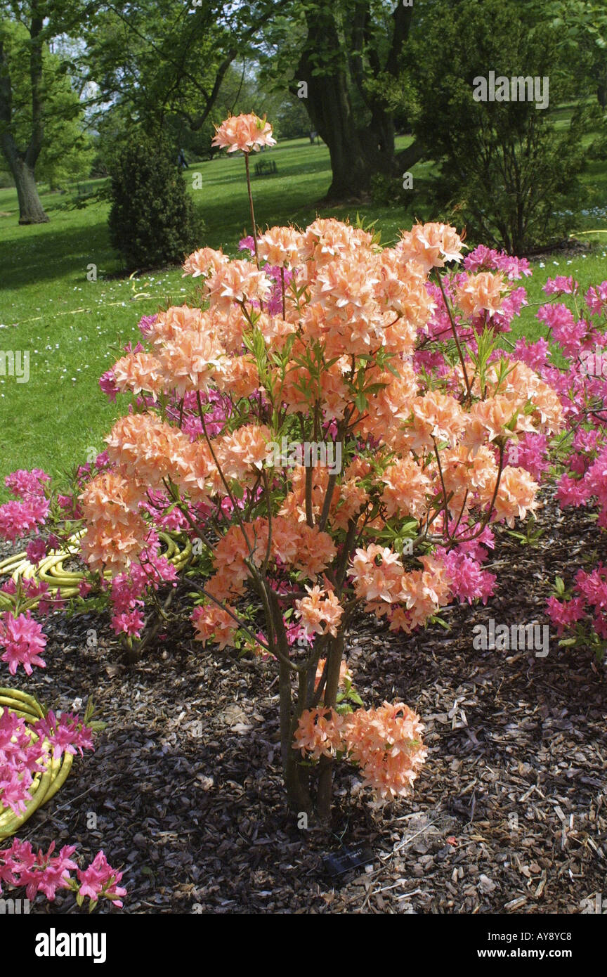 Garth garten hi-res stock photography and images - Alamy