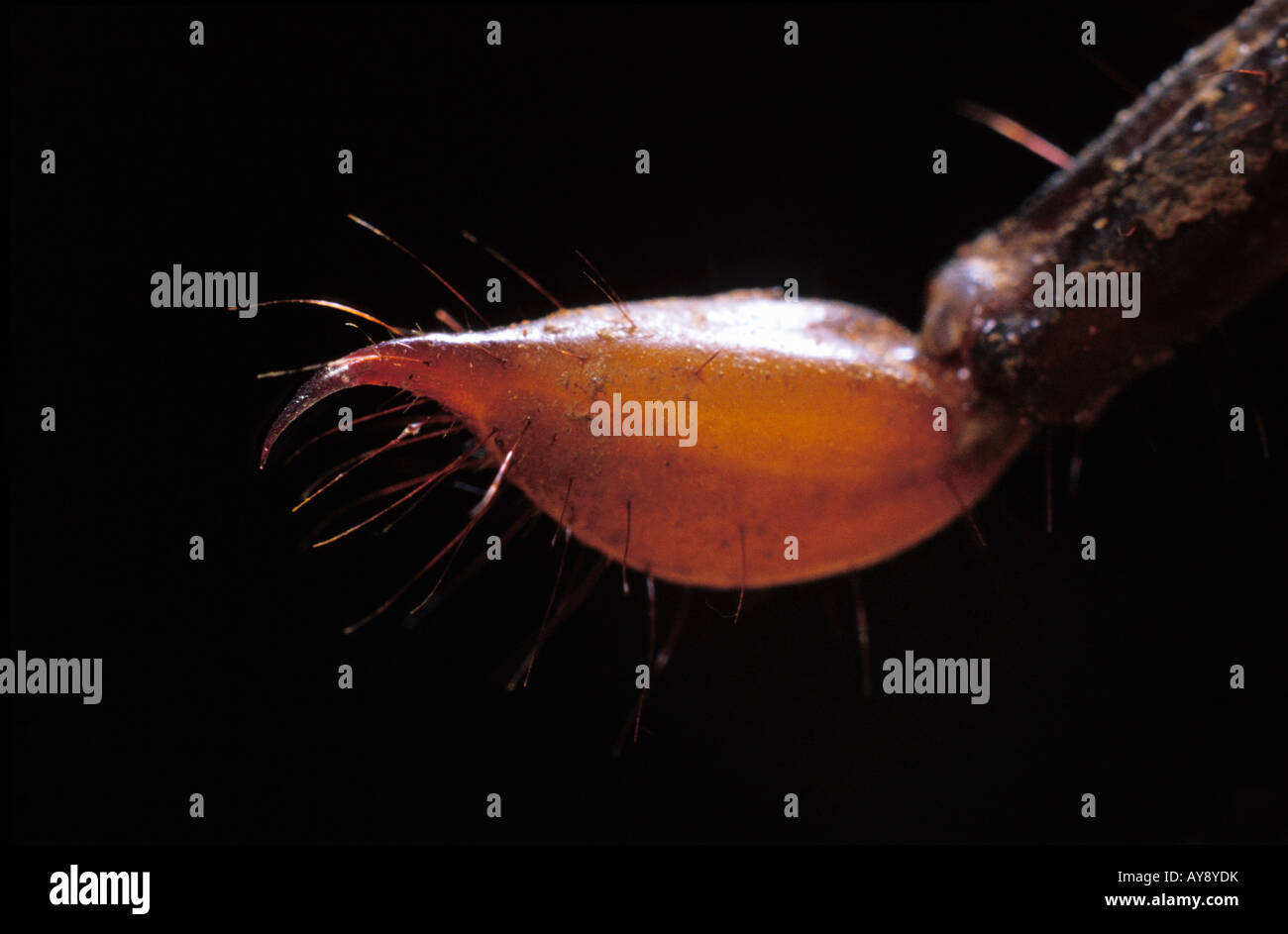 STING of SCORPION GROSPHUS FLAVOPICEUS MADAGASCAR BURGANDY SCORPION ...