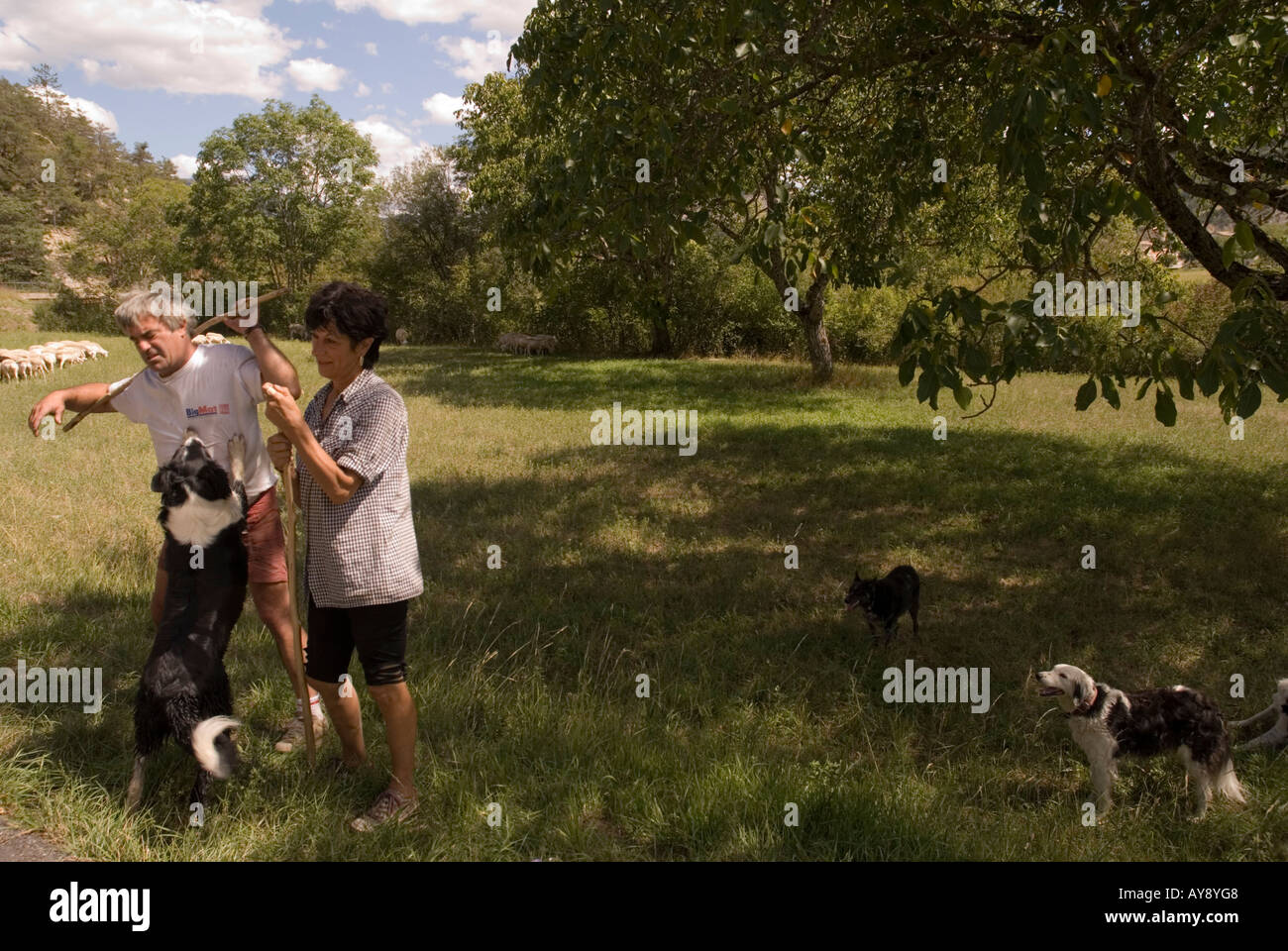 French farmers with sheep dogs in the mountains of the Barronies Drôme ...