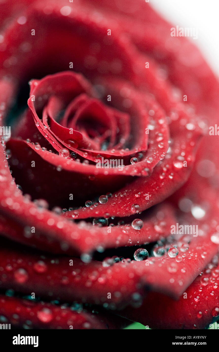 Single red rose covered in water drops on white Stock Photo - Alamy