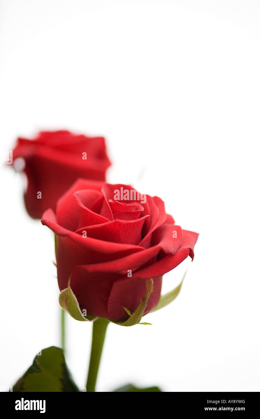 Two red roses on white Stock Photo - Alamy