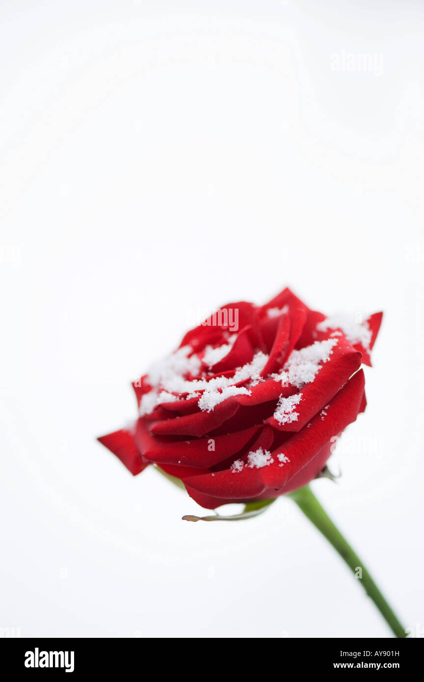 Single red rose covered in snow on white Stock Photo - Alamy