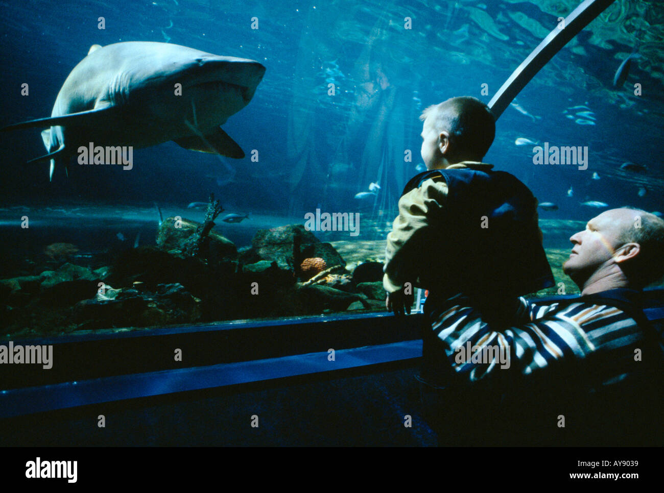 Aquarium Darling Harbour Sydney Australia Stock Photo - Alamy