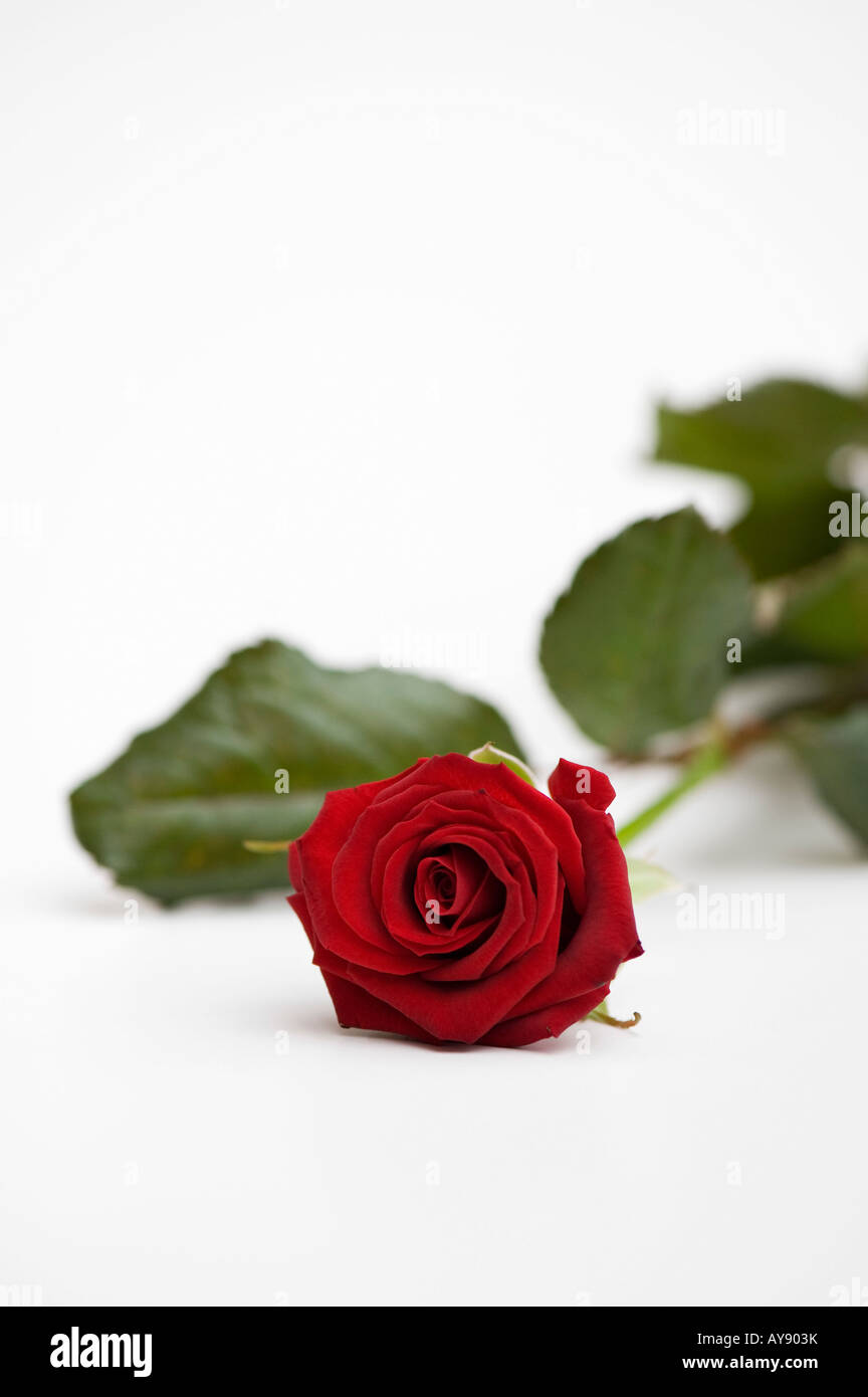 Single red rose on white Stock Photo - Alamy