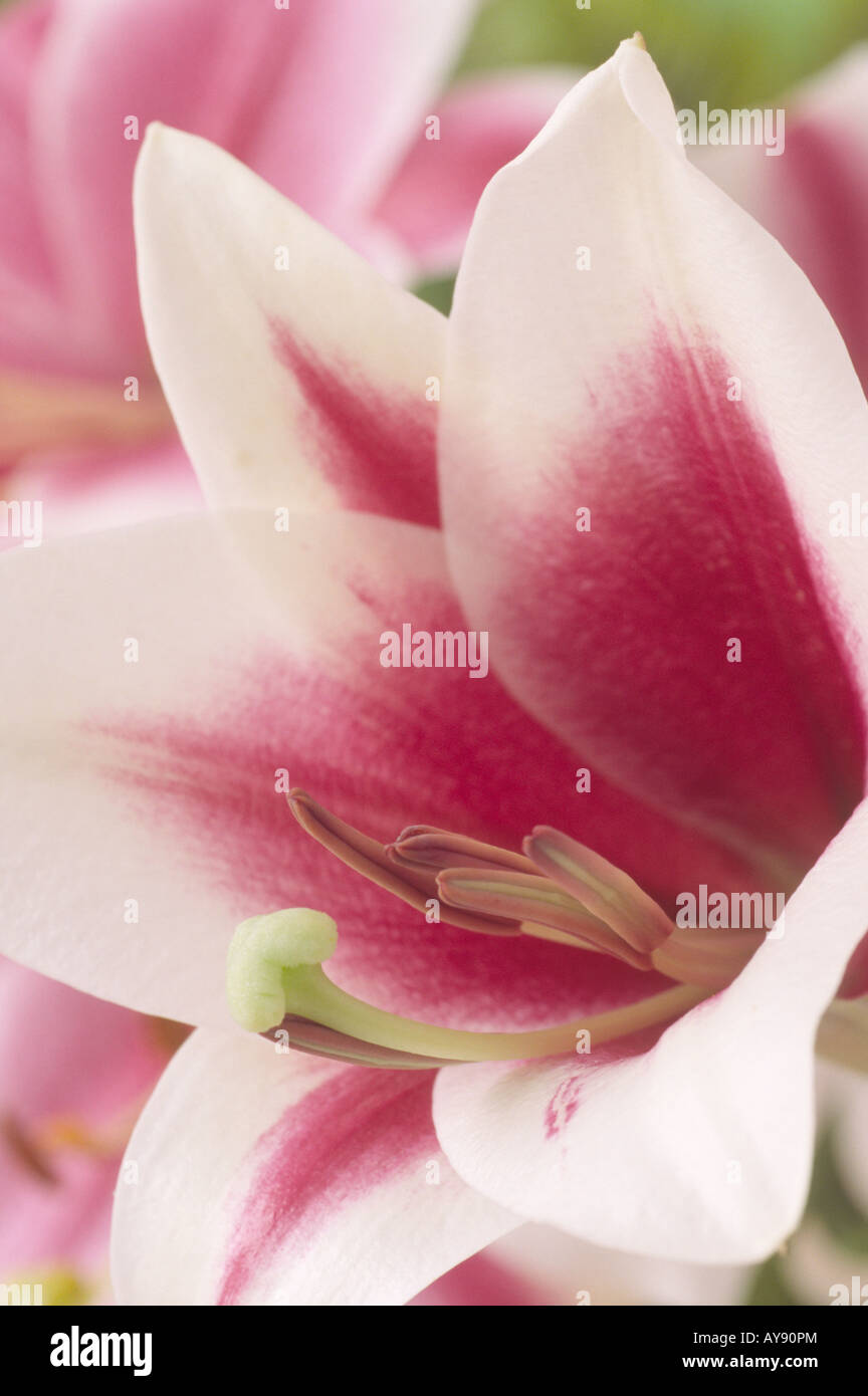 Lilium 'Triumphator' (Oriental-Trumpet hybrid Lily) OT Hybrid Stock ...