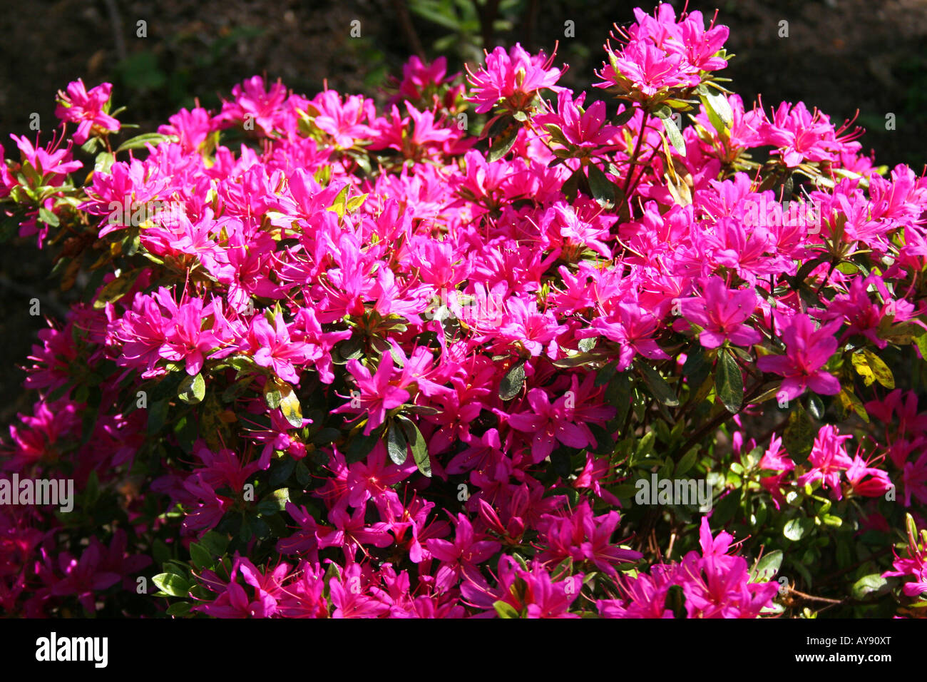 Lovely delightful blooming of pink rhododendrons azalea at spring Stock ...