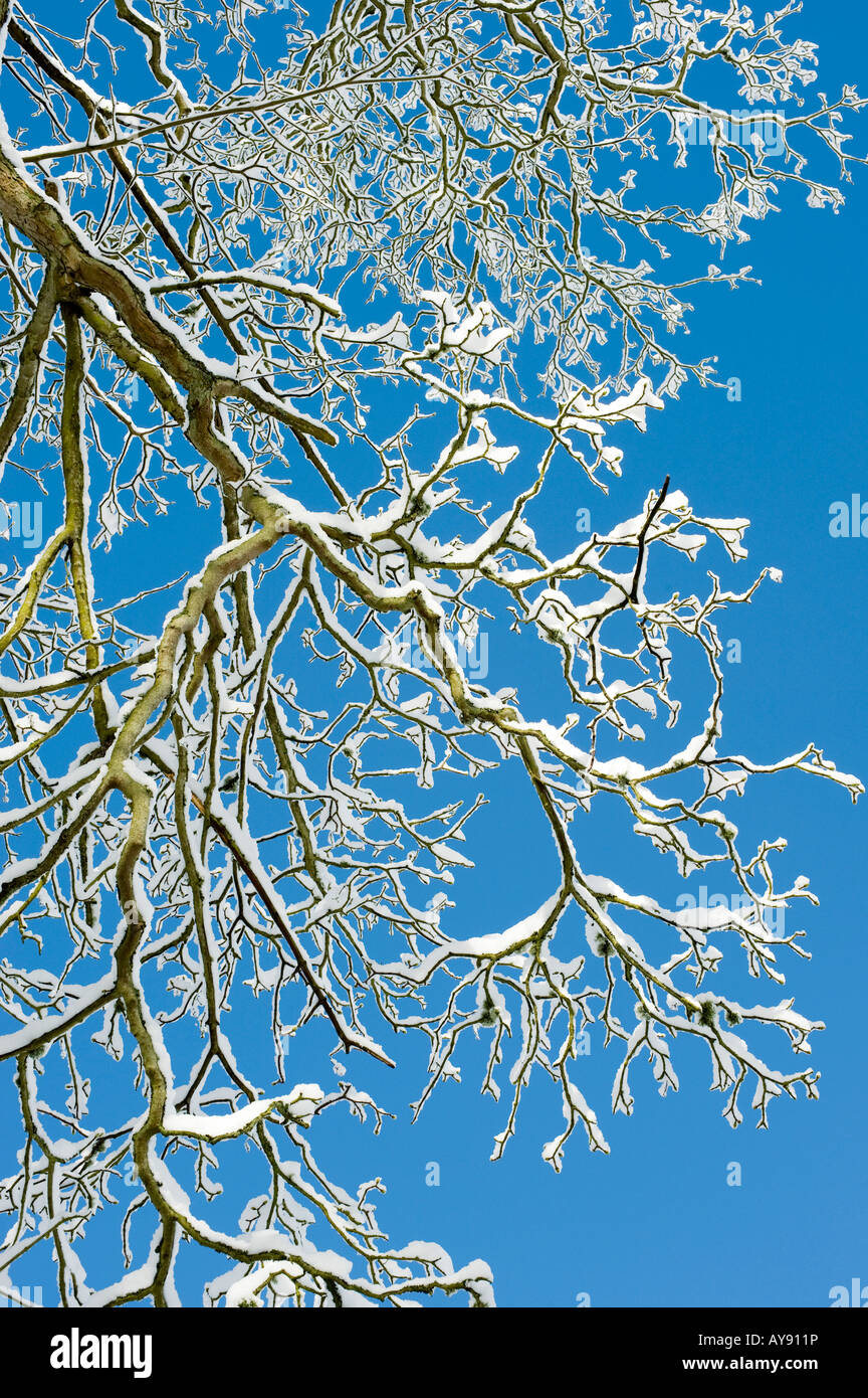 Sycamore tree winter hi-res stock photography and images - Alamy