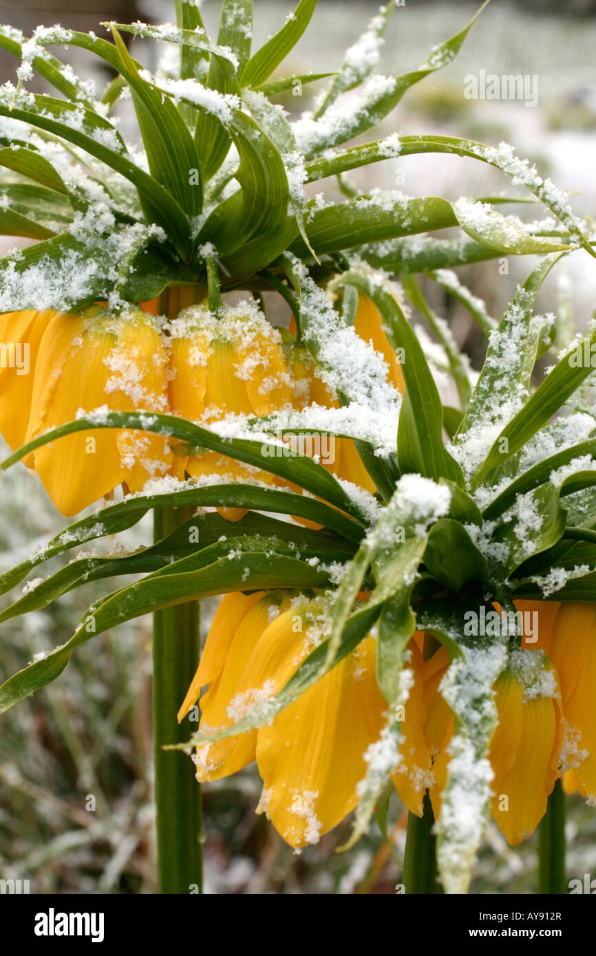 April máxima hi-res stock photography and images - Alamy