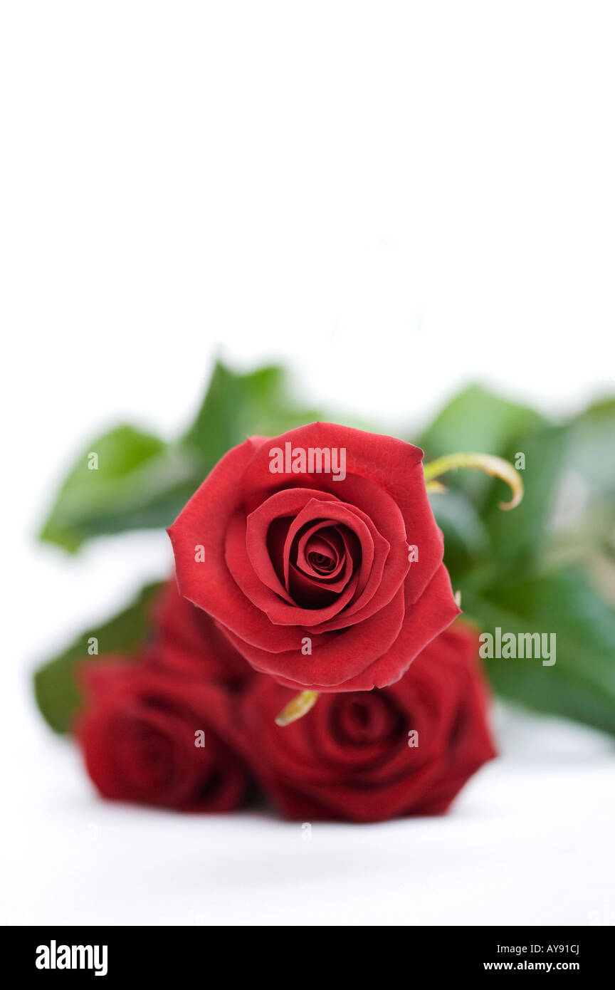 Three red roses on white Stock Photo - Alamy