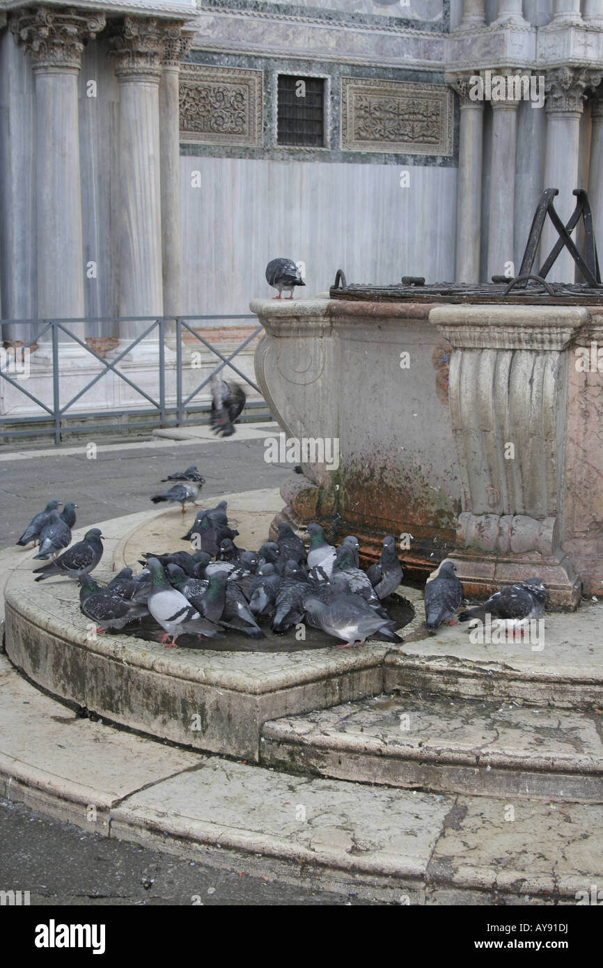 Pigeons at San Marco, Venice, Italy Stock Photo - Alamy