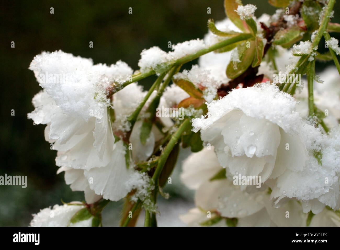 Prunus shirotae hi-res stock photography and images - Alamy