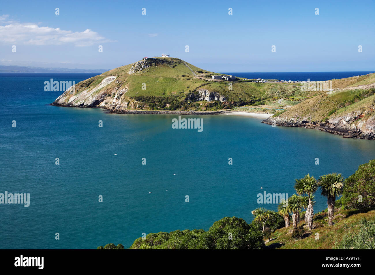 Taiaroa Head Albatross Colony and Entrance to Otago Harbour Otago ...