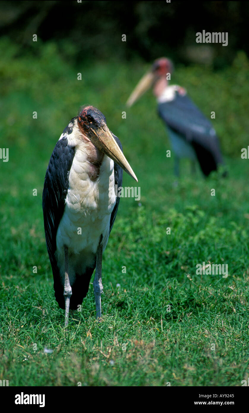 Marabou storks Kenya Stock Photo - Alamy