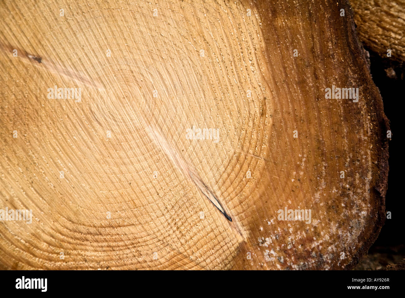 A sawn log displaying tree growth rings Stock Photo - Alamy