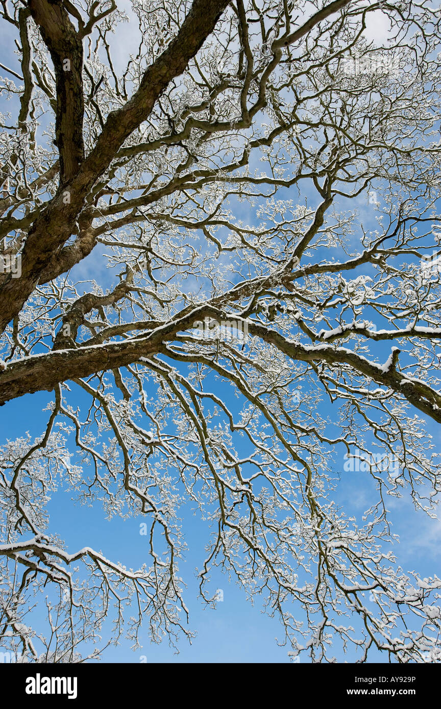 Snow covered oak tree against a blue sky. Oxfordshire, England Stock ...